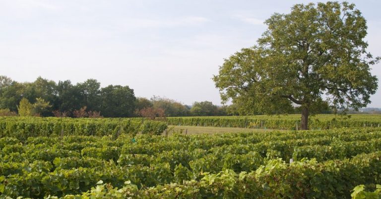 Domaine Mardon - Maitre de Chai