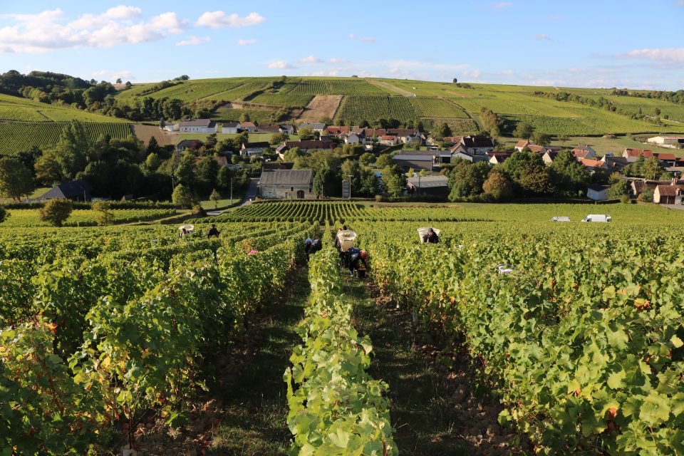 Domaine Pascal et Nicolas Reverdy - Maitre de Chai