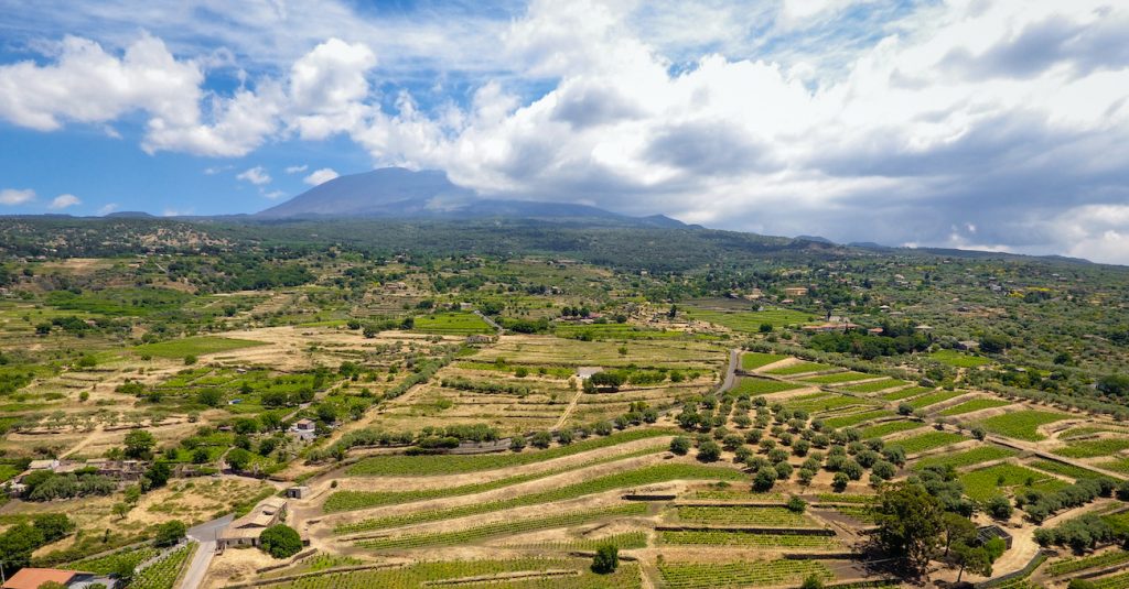 IDDA - Maitre de Chai