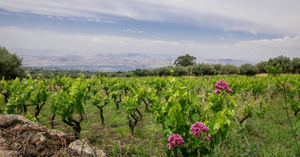 IDDA - Maitre de Chai